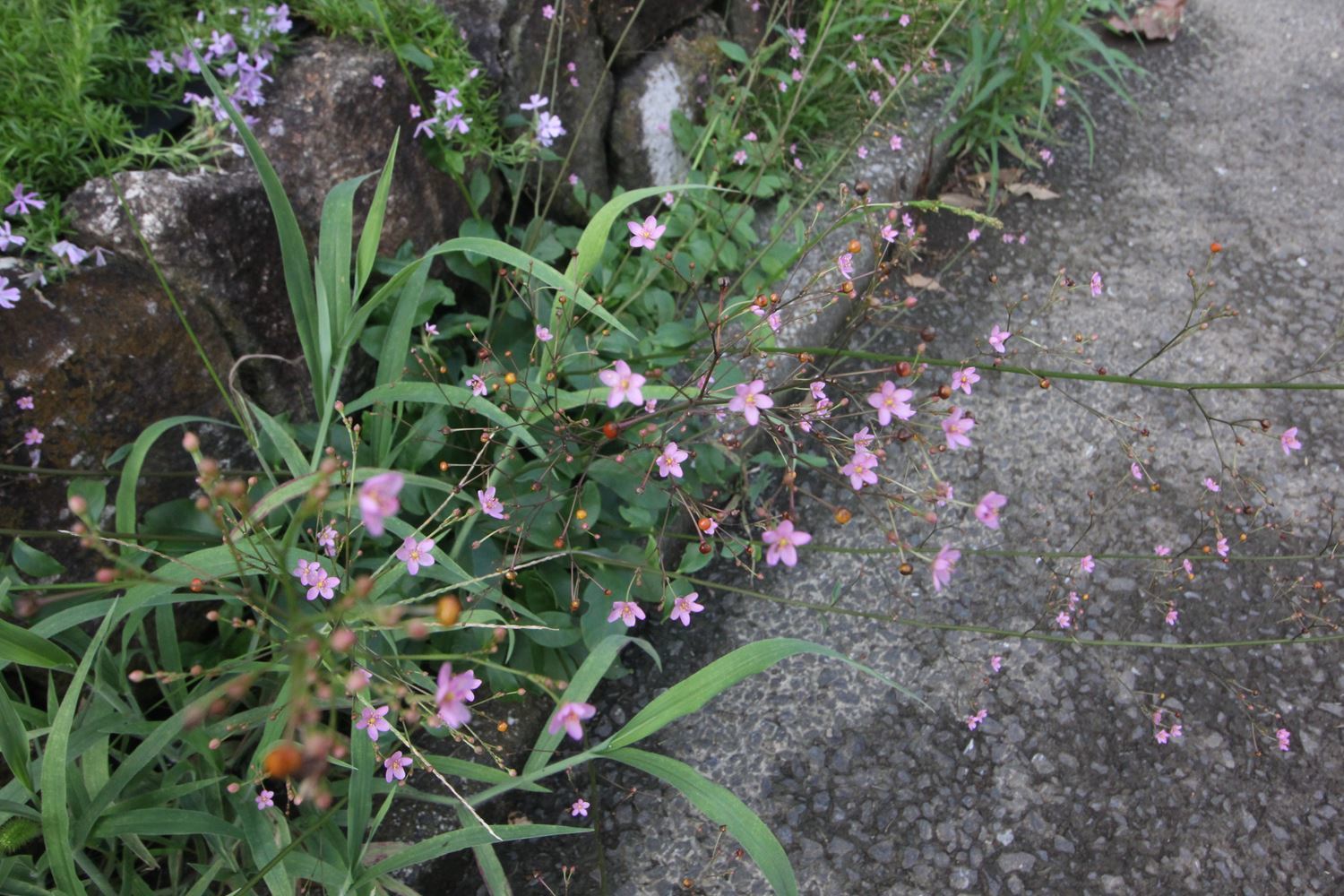 可愛い花: 雅爺の小部屋